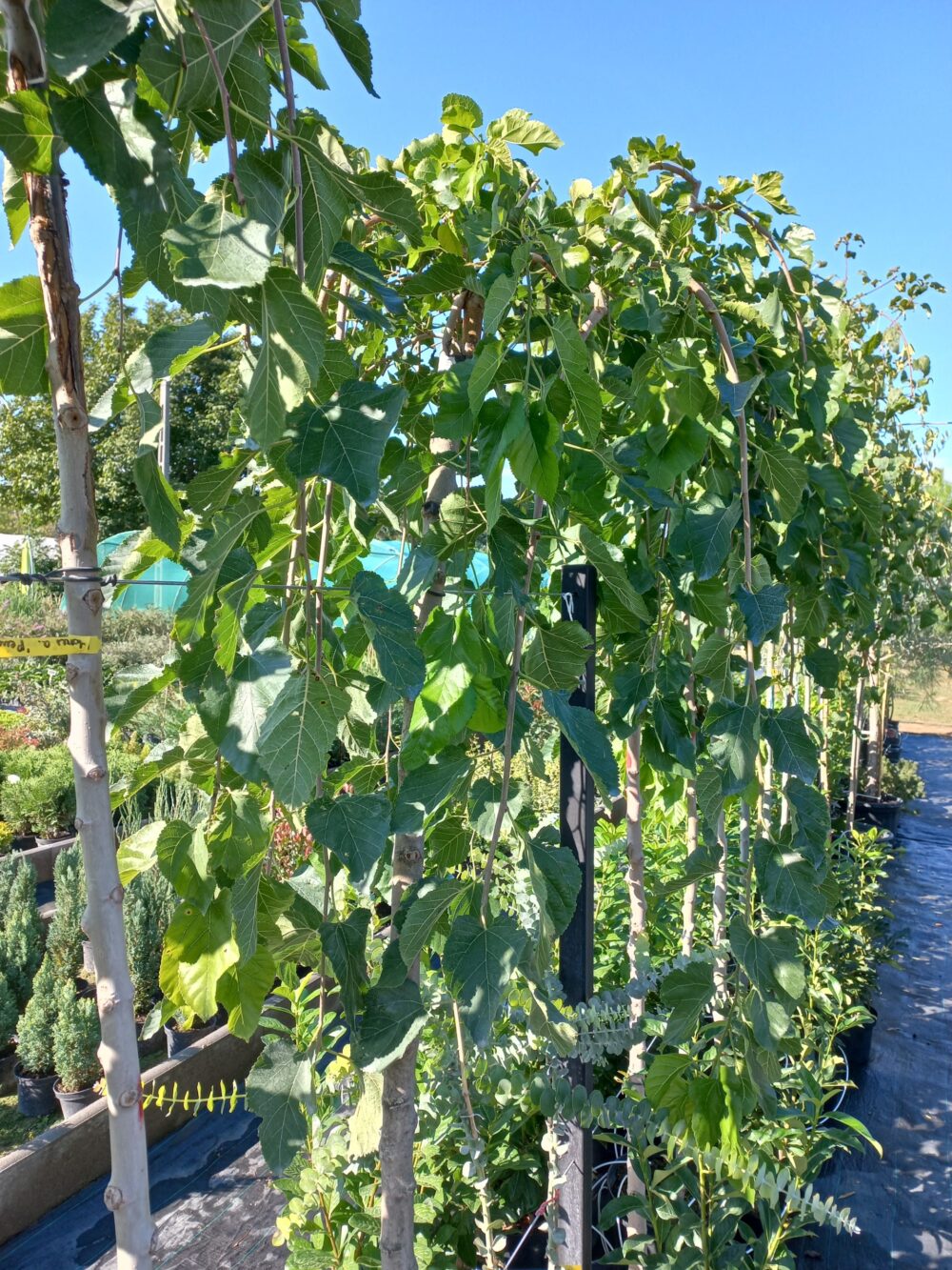 Szomorú eperfa – ‘Morus alba Pendula’ – Kiss Kertészet