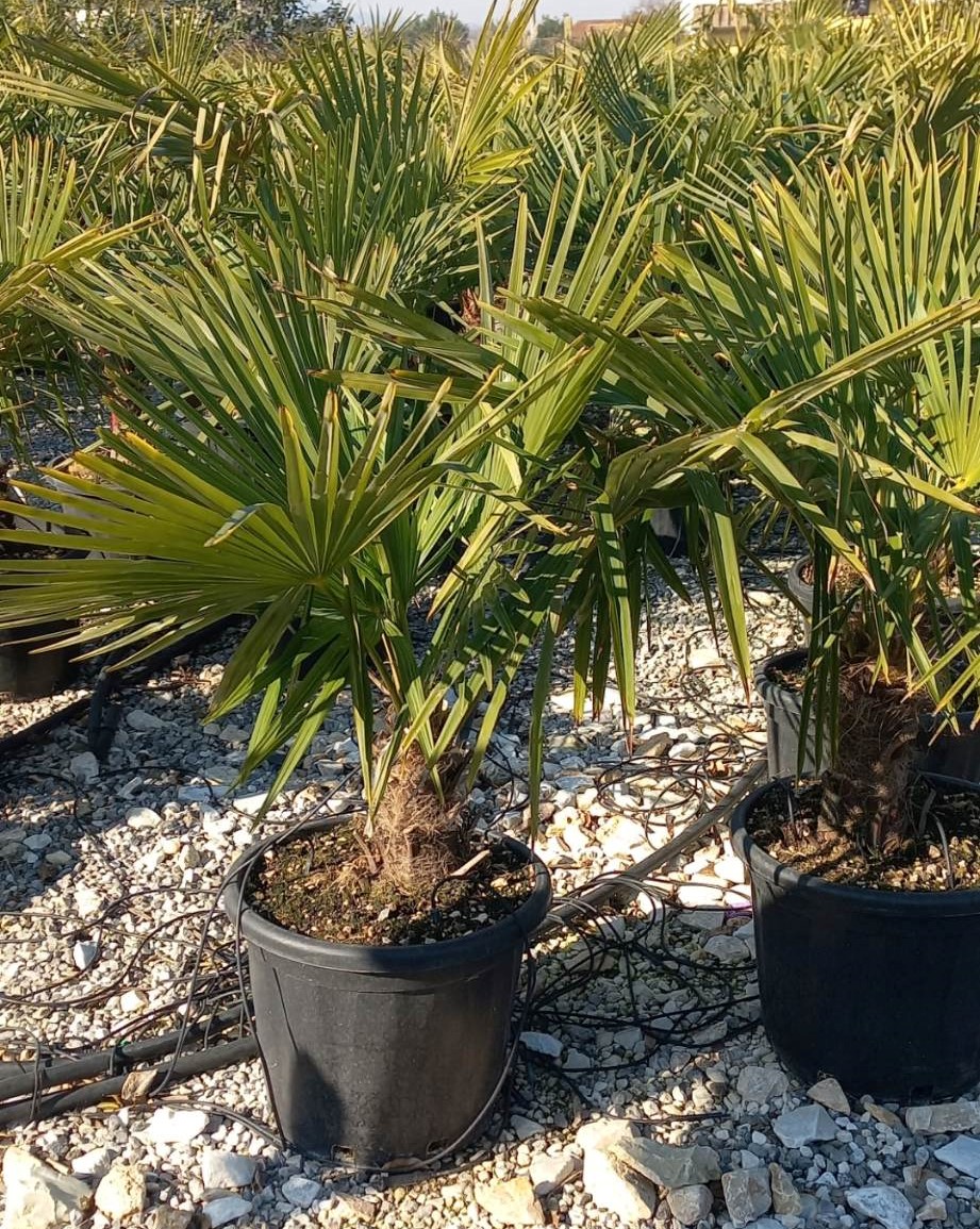 Kínai Kenderpálma – „Chamaerops Excelsa/Trachycarpus fortunei” – Kiss ...