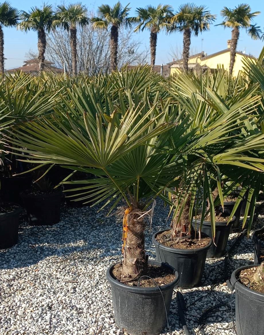 Kínai Kenderpálma – „Chamaerops Excelsa/Trachycarpus fortunei” K20 ...