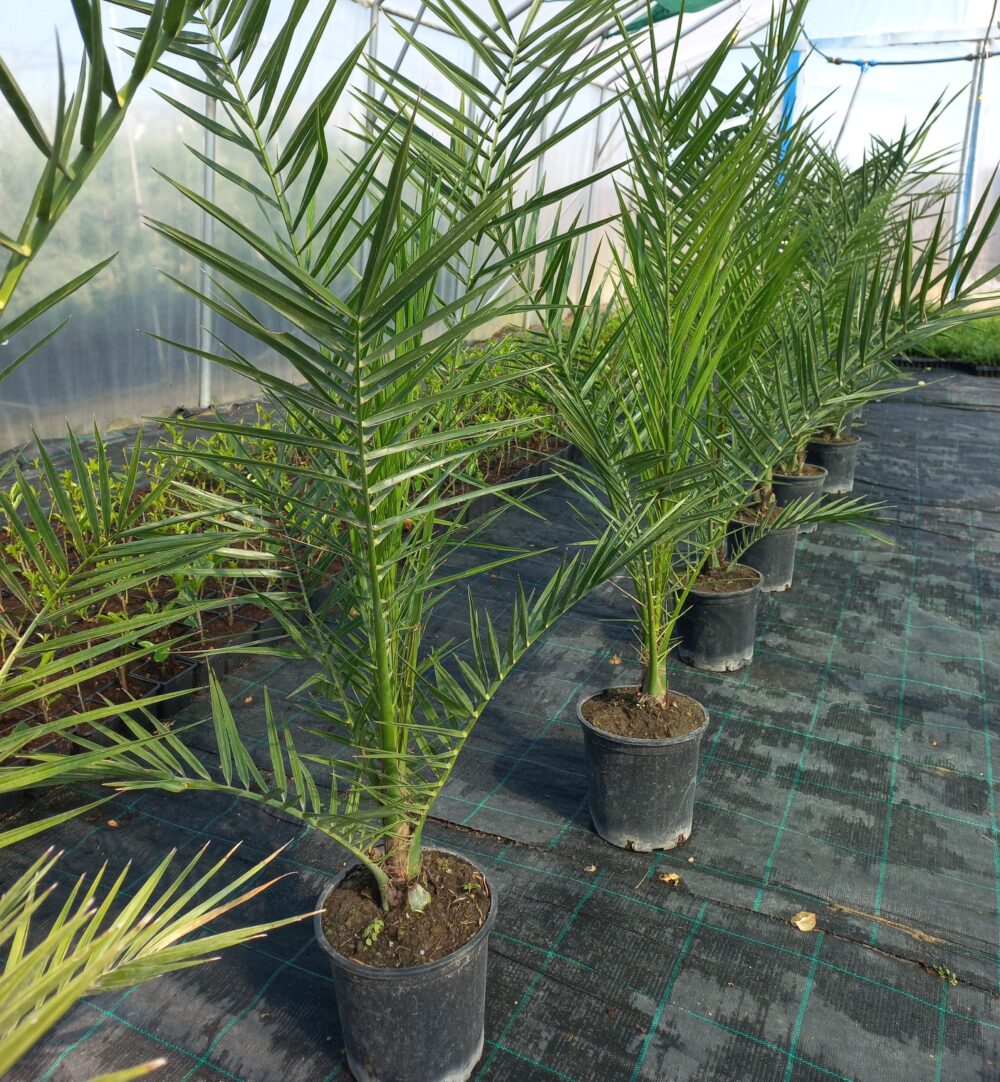 Főnix pálma – Phoenix Canariensis – Kiss Kertészet