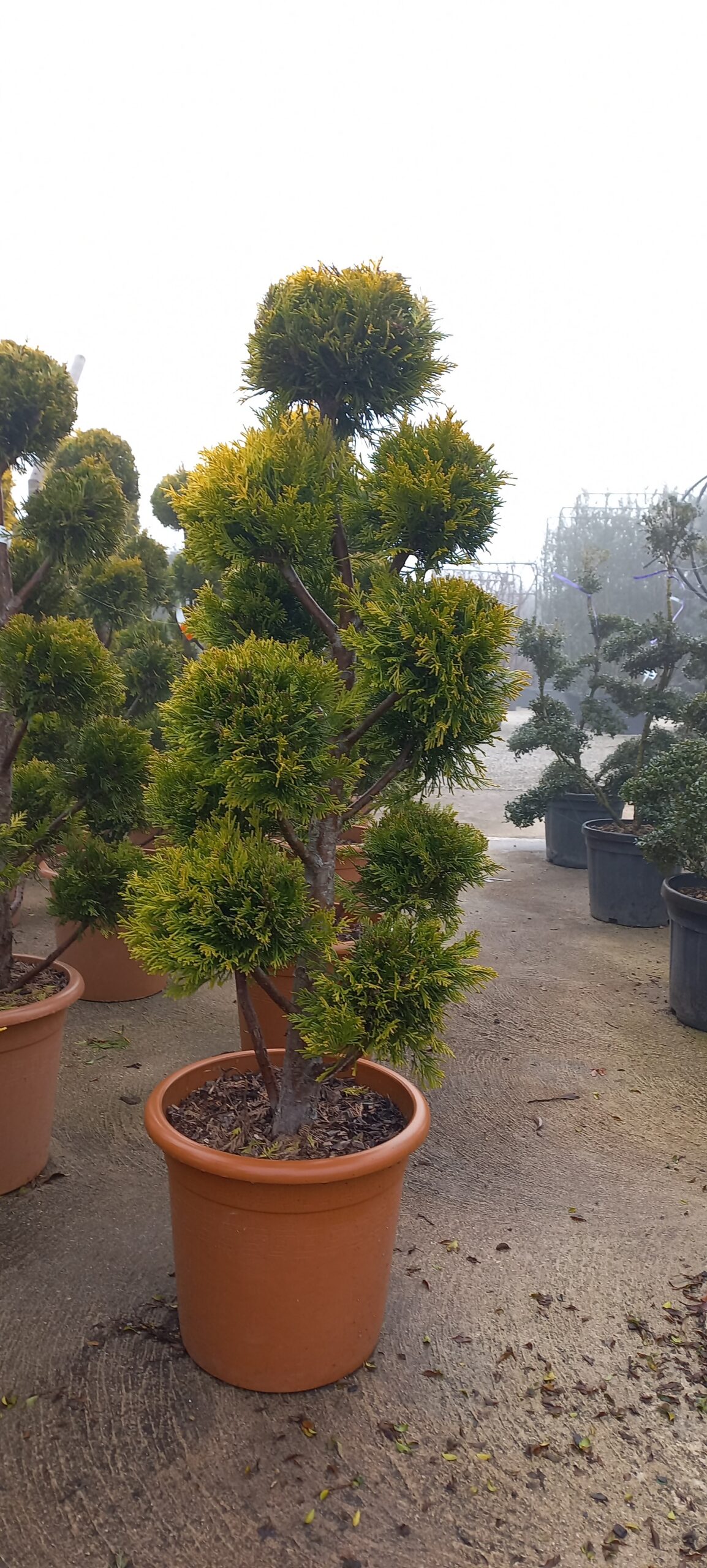 Cupressocyparis Leyl.Castlewelland Gold Pom-Pom K18L – Kiss Kertészet