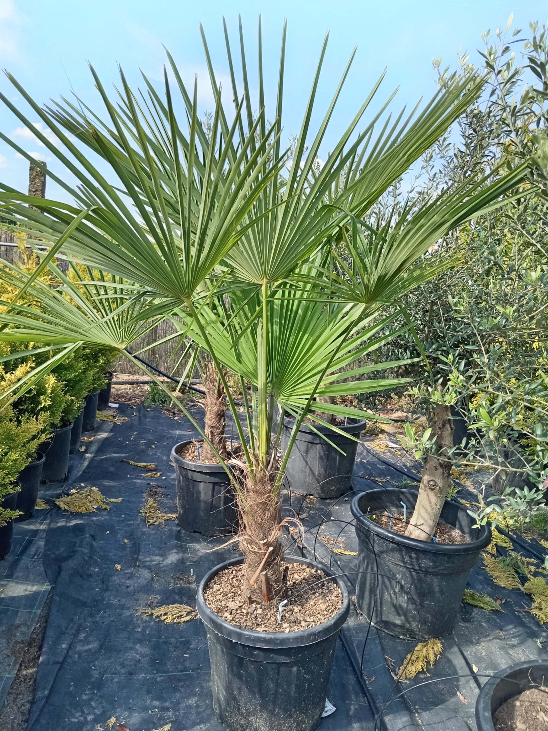 Kínai Kenderpálma – „Chamaerops Excelsa/Trachycarpus fortunei” K30 100 ...